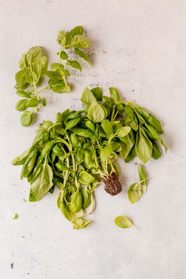 How to Freeze & Store Fresh Basil for Recipes Year Round